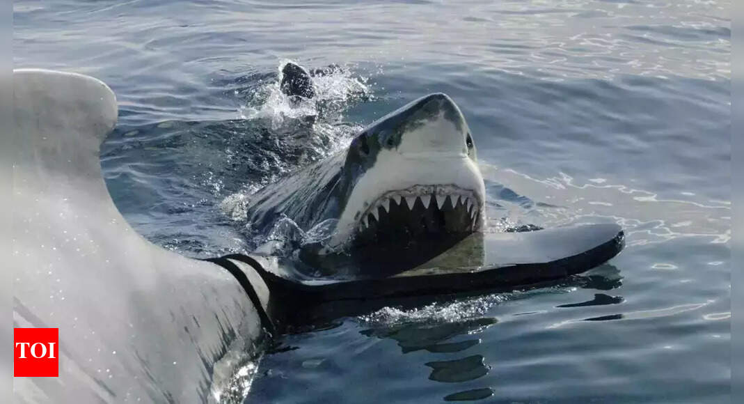 Top 9 shark-infested beaches around the world: Where to spot and avoid ...