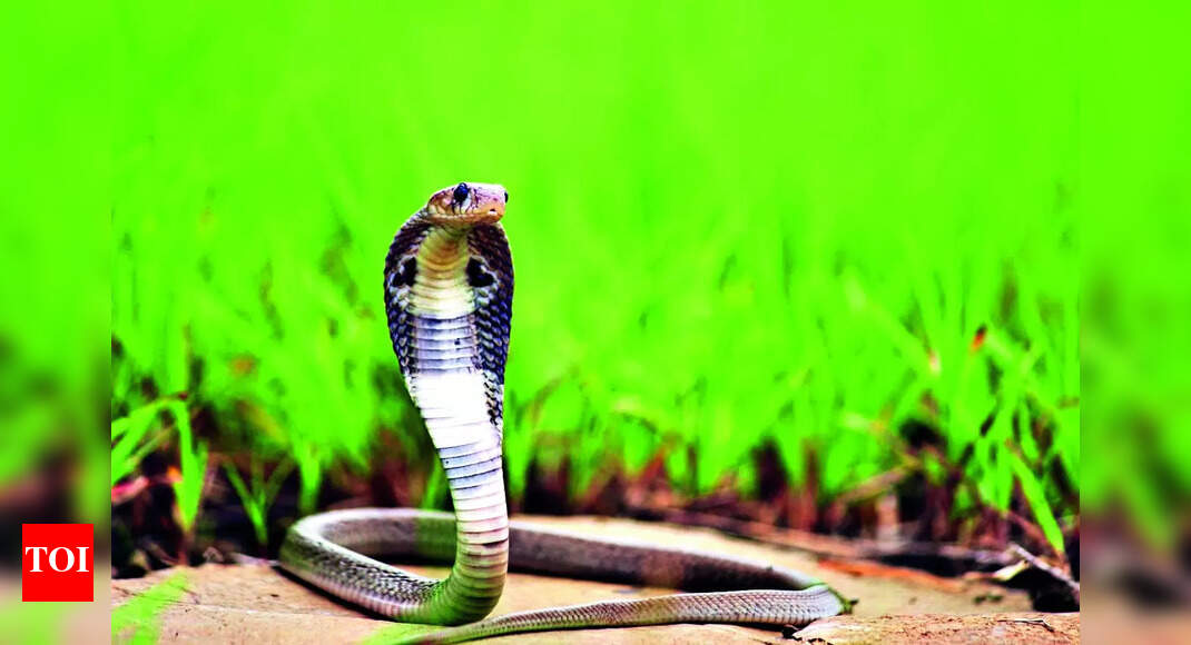 Nag Panchami: Forest officials on alert at Battis Shirala to protect ...