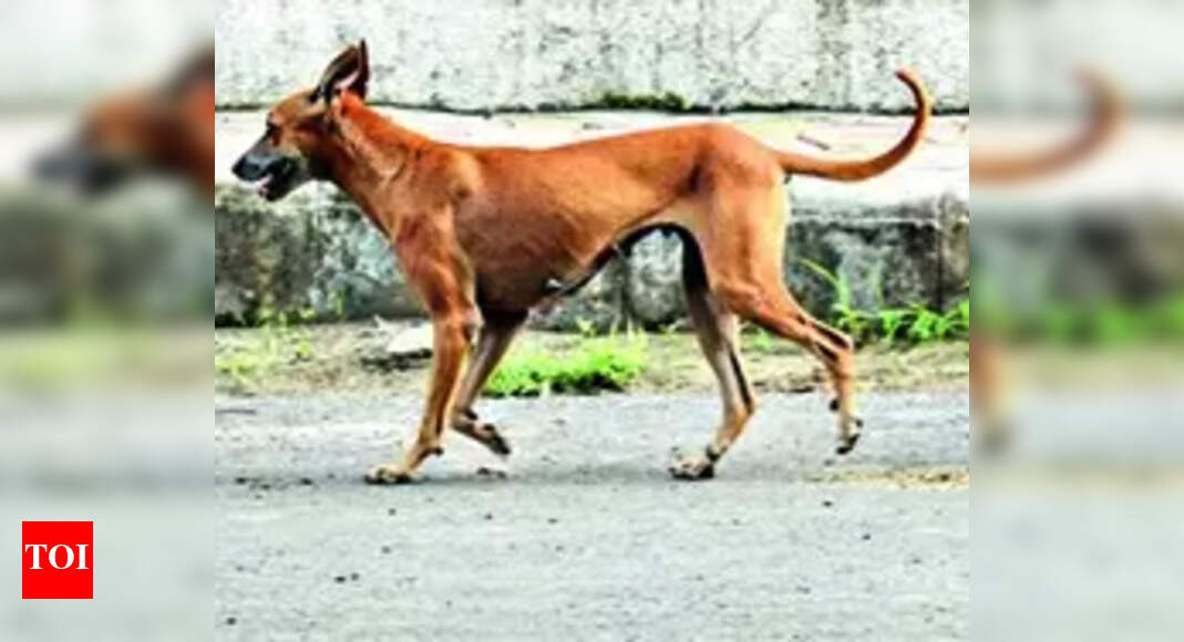 Stray Dog Menace: Plea to Curb Stray Dog Menace in State - High Court ...