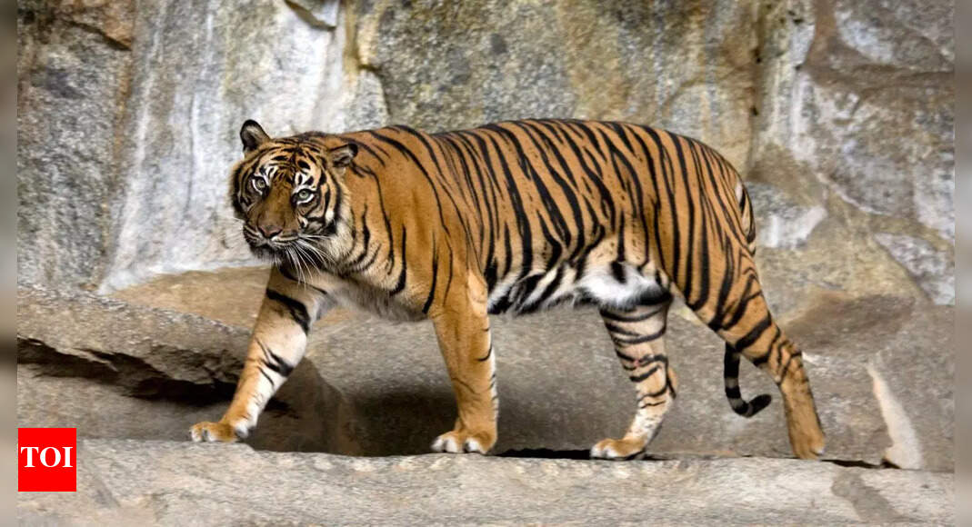 Discover the majestic world of tigers: From endangered subspecies to ... Discover the majestic world of tigers: From endangered subspecies to ...
