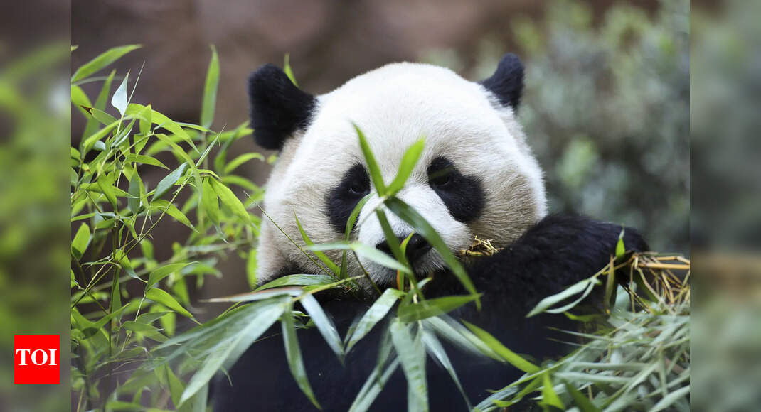 California welcomes giant pandas: Meet Yun Chuan and Xin Bao - Times of India