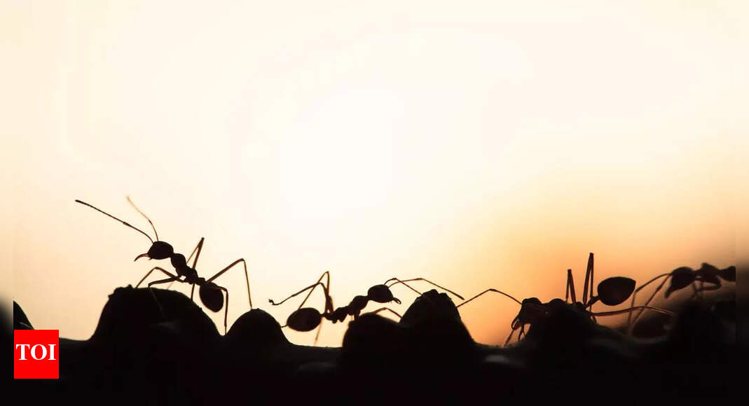 Explained: How ancient armies used ants to heal their wounds | - Times ...