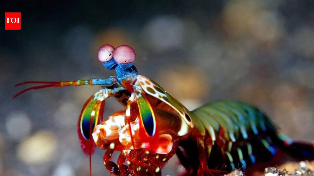 10 animals that can change their color for communication | The Times of ...