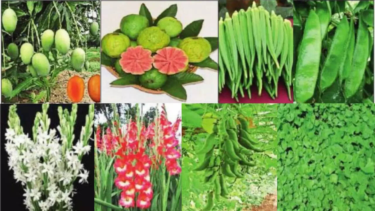 Types Of Vegetables In India
