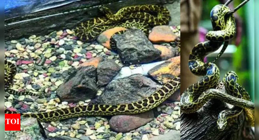 Chennai Snake Park: Chennai Snake Park Welcomes Three Baby Yellow ...