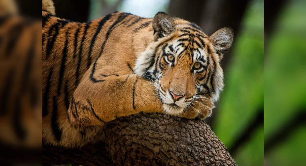 Chhattisgarh to get new tiger reserve amid declining tiger population ...