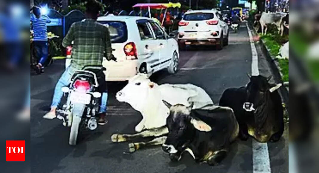 Cows: 93 cows died in road accidents on state highways since July ...