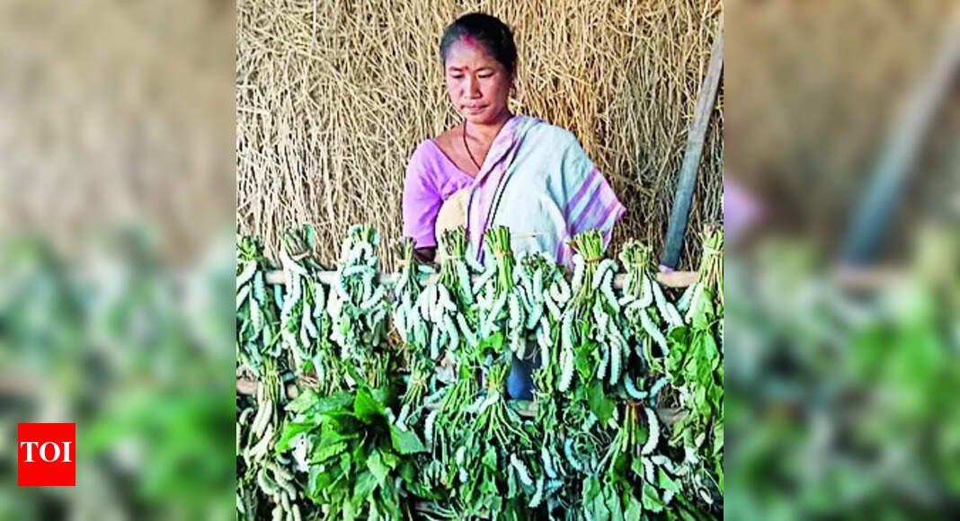 Silk Samagra 2 Scheme: Silk Samagra 2 scheme boosts sericulture sector ...