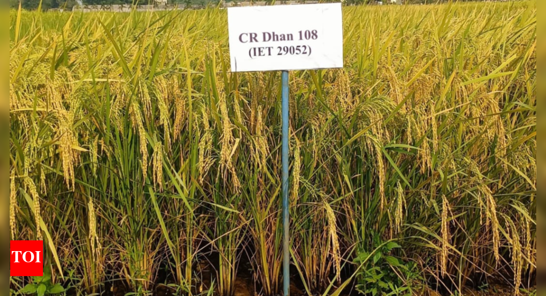 PM Modi dedicates rice varieties developed by NRRI | Bhubaneswar News ...