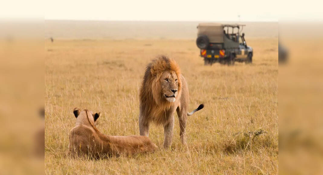 Maasai Mara National Reserve: A safari with a purpose, where you can be ...
