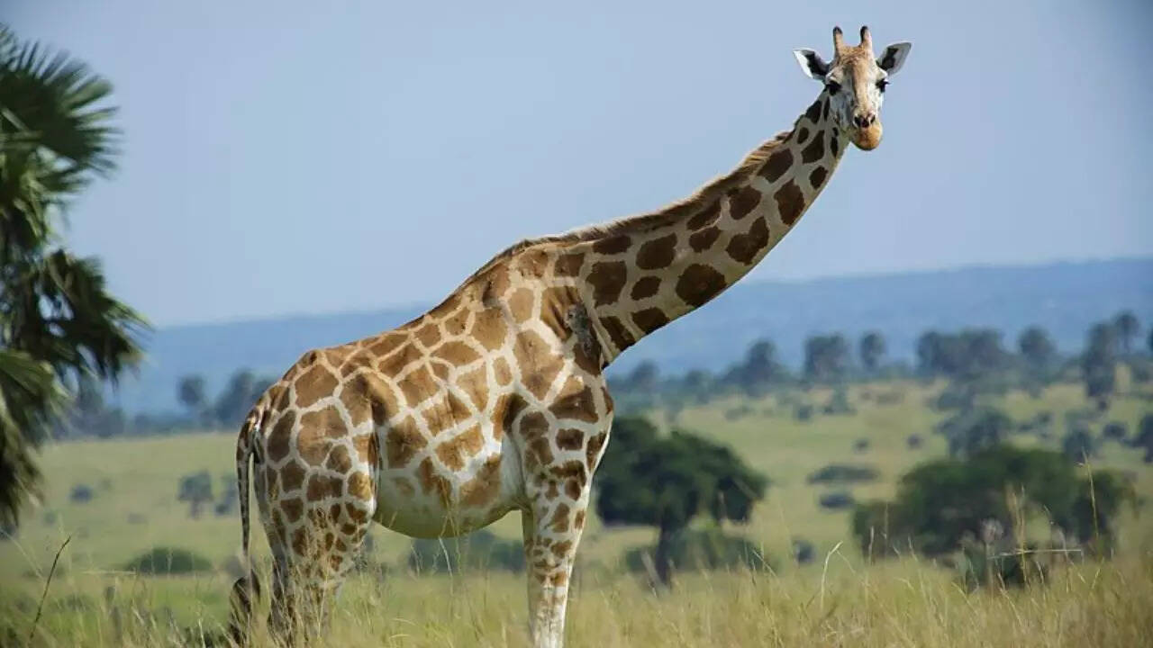 What Would A Giraffe Look Like With A Short Neck - Infoupdate.org