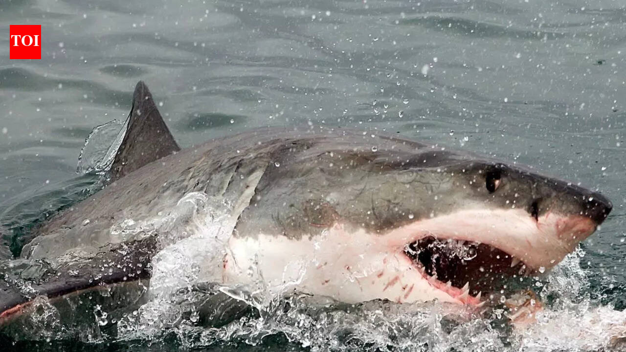 10 largest creatures that live deep inside the oceans