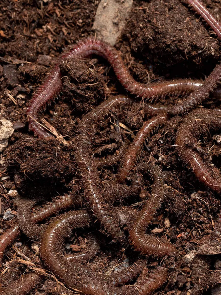 Surprising facts about earthworms | Times of India