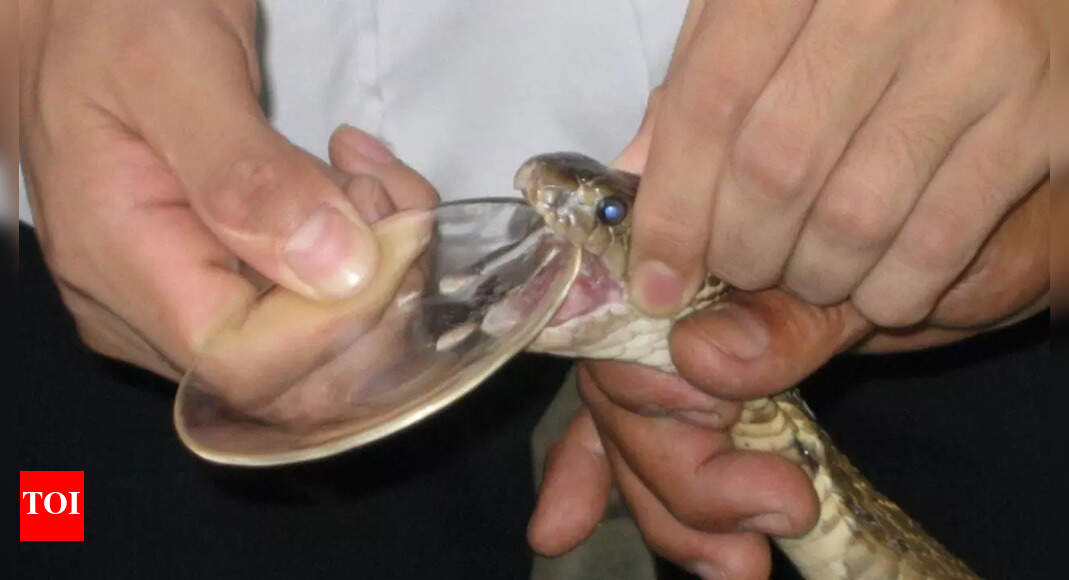 The power of snake venom: The science behind nature’s deadliest toxin ...