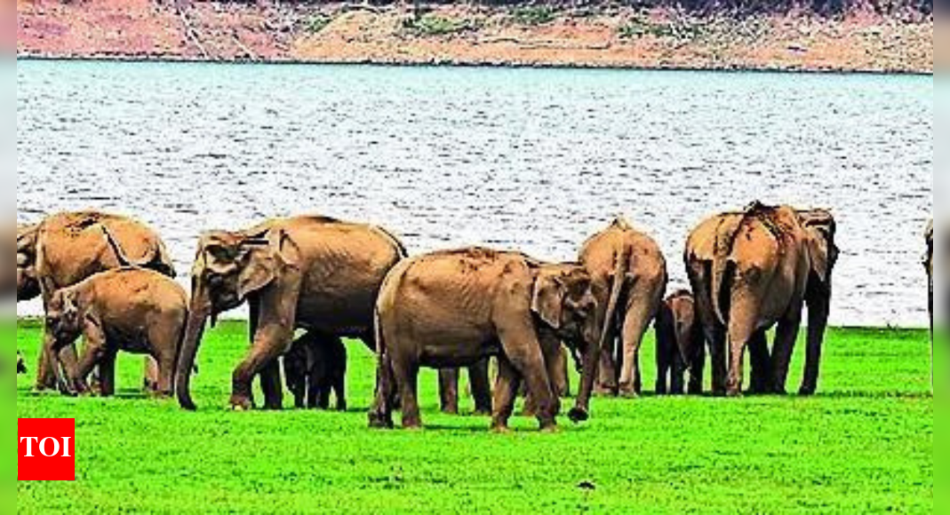 Will do our best to give elephants a conducive habitat, says PM Modi ...