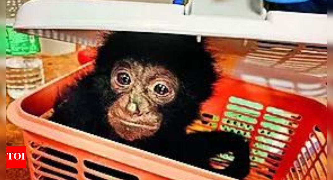 Gibbon, green-tree python among 8 exotic species seized at Chennai ...