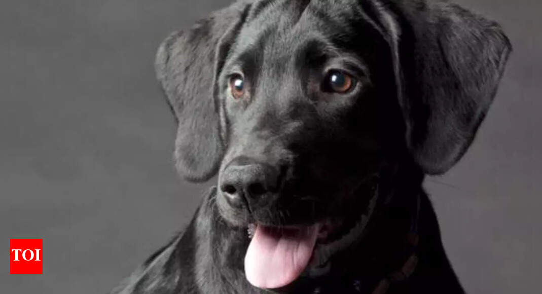 The astrological significance of black Dogs: Pacifying Saturn, Rahu ...
