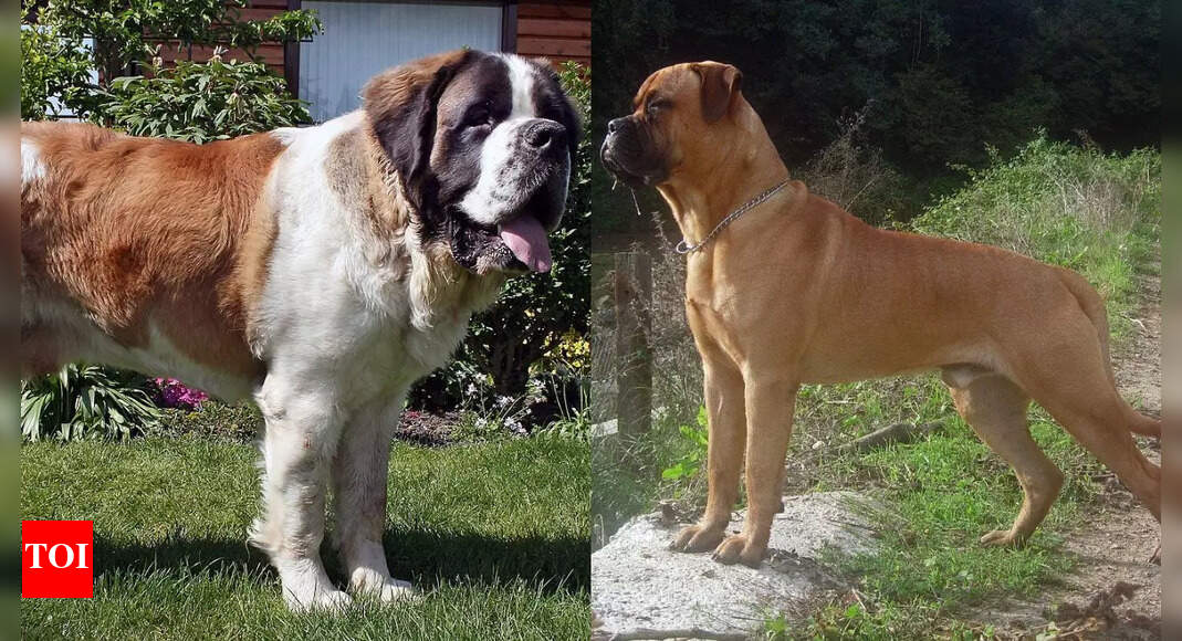 Know about the world’s largest friendly canine breeds | - Times of India
