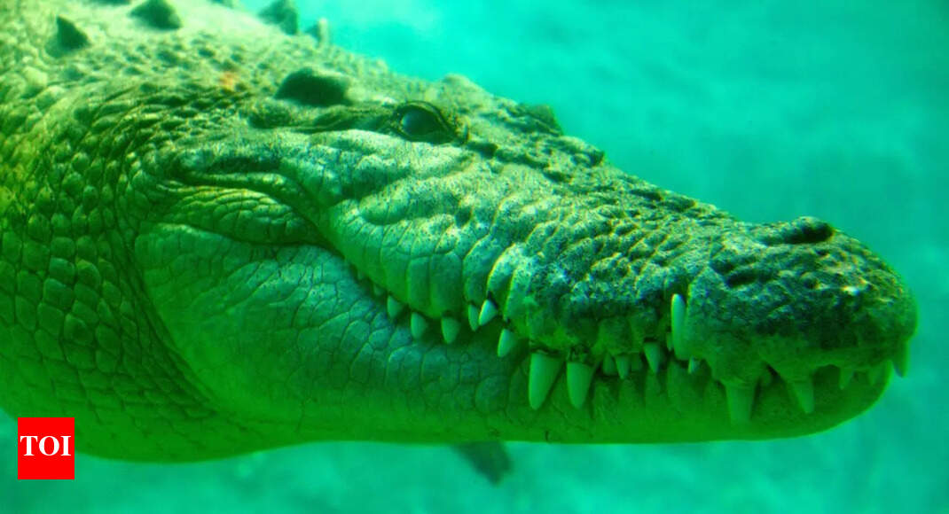 Top 10 Deadliest Animals In The World