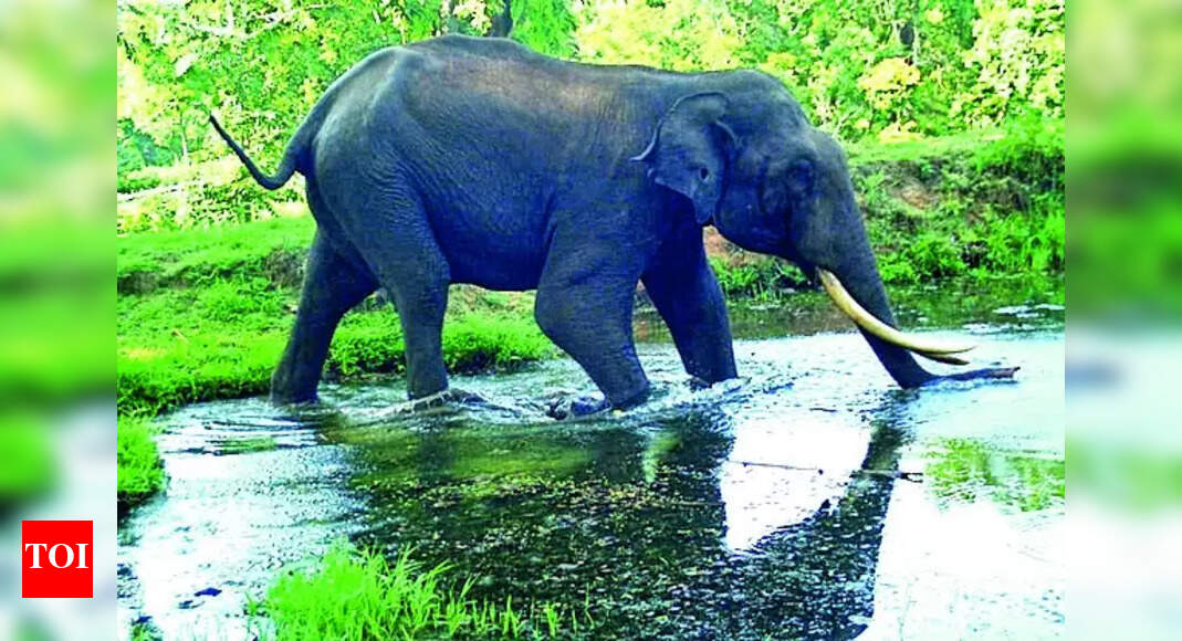 At global conference, southern states join forces on man-elephant ...