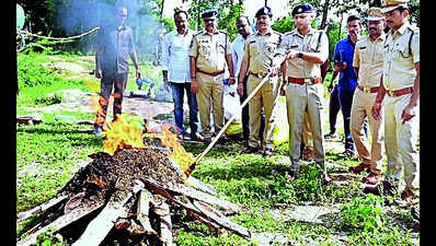 Ganja: 565kg Ganja Worth ₹1.4cr Destroyed by Cops in Nalgonda ...