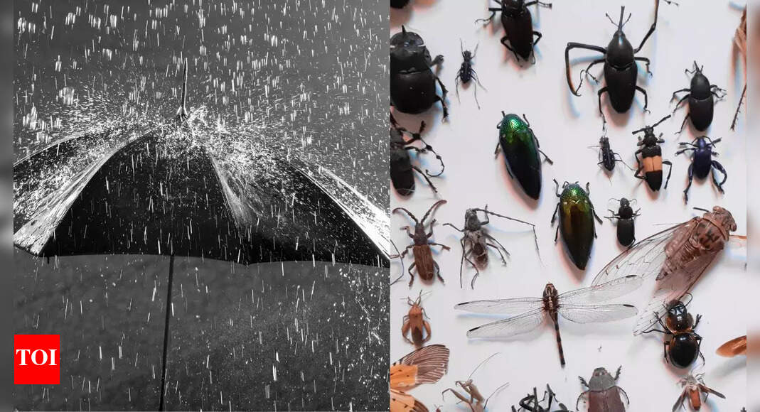 Common kitchen ingredients can keep monsoon insects and crawlers at bay ...