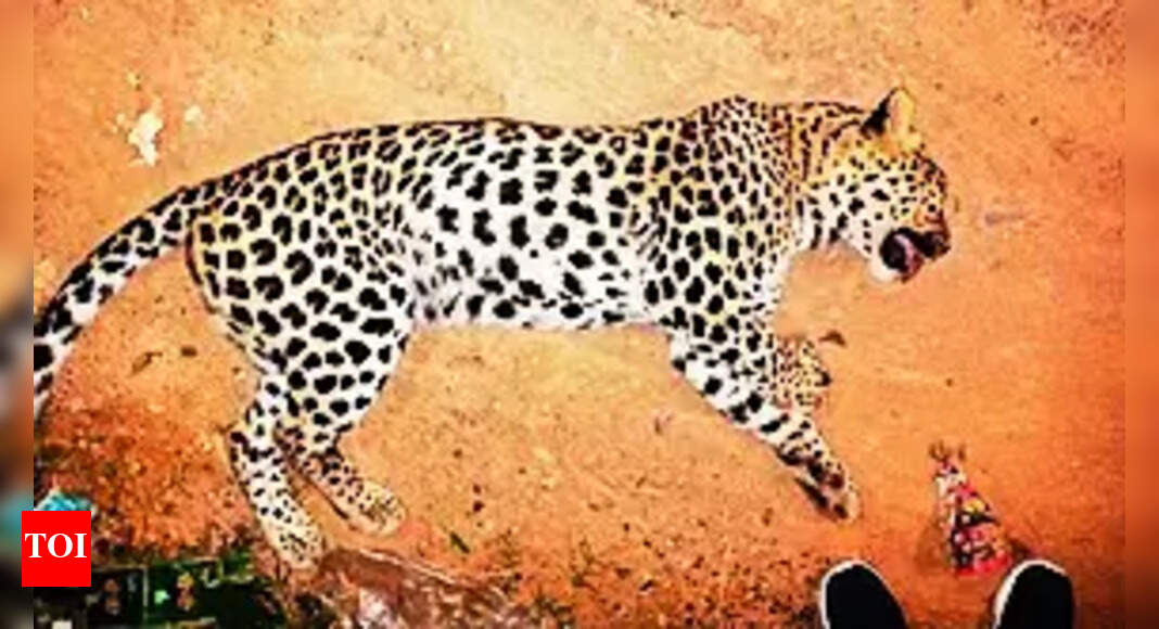 Leopard Death: Leopard death: FIR lodged after 10 days | Chandigarh ...