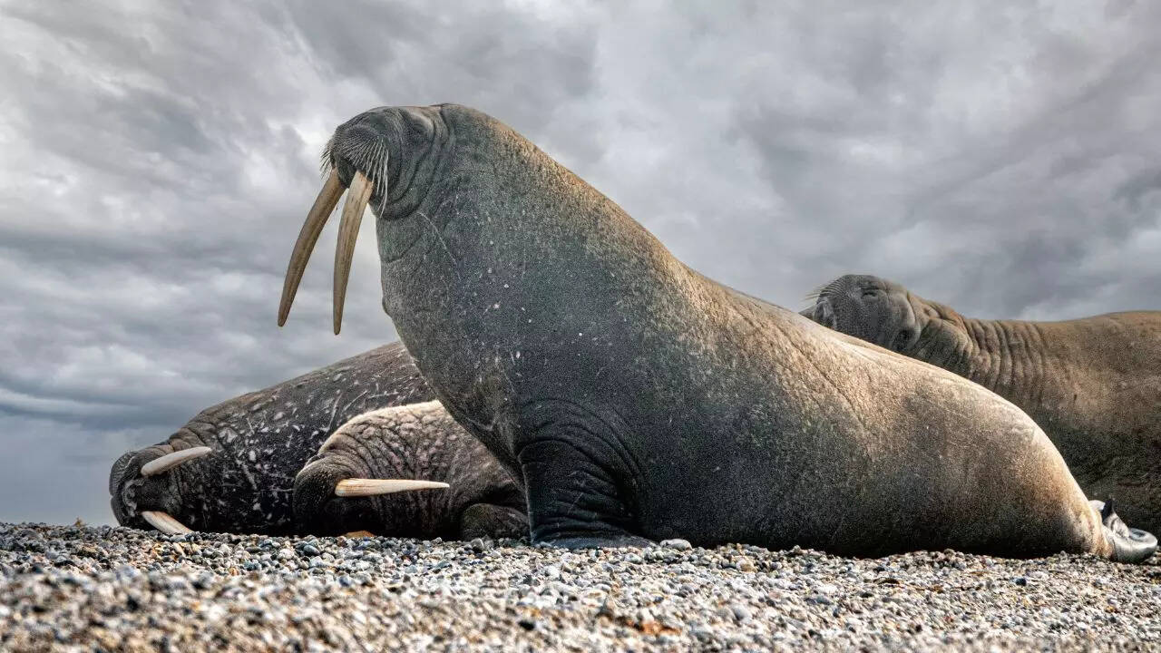 Extinct Giant Walrus