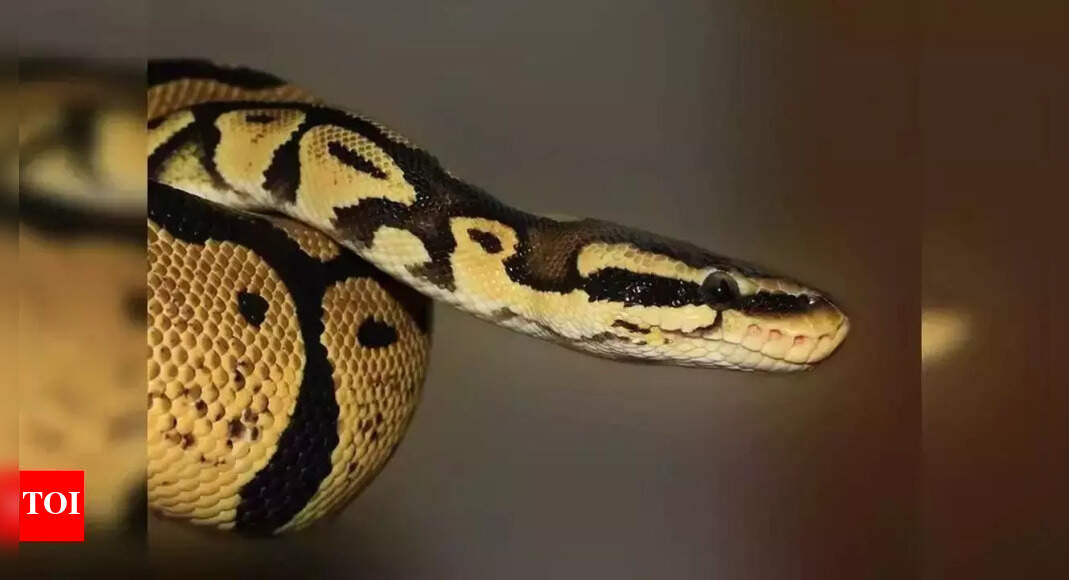 Details about the gigantic Python: Characteristics, diet, mating habits ...