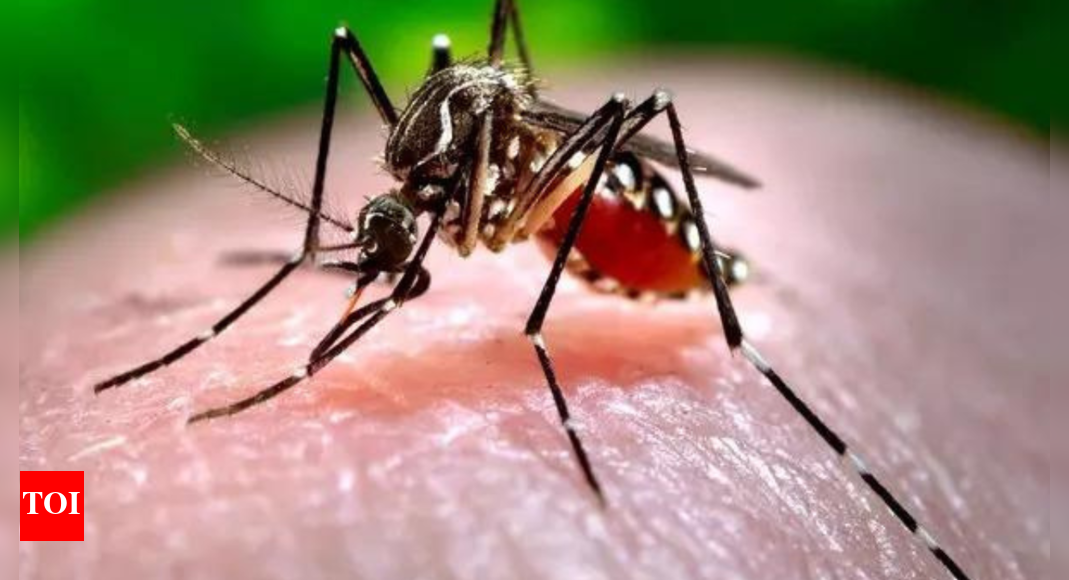 Dengue: City sees spike in dengue, malaria & chikungunya cases ...