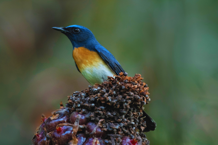 A birdwatcher’s guide to India: Must-visit sanctuaries and national ...