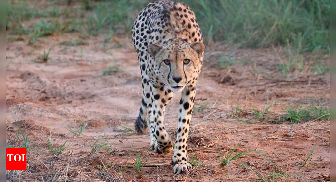 Two years after Project Cheetah, why they're still boxed in, not wild ...