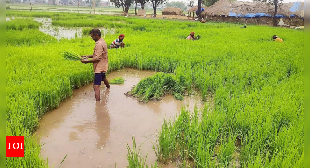 Krishi-DSS launched to give a big digital push to farm sector | India ...
