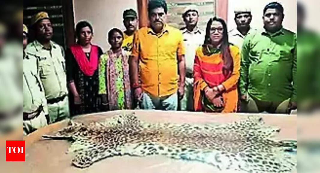 Gang: Gang busted in Jamshedpur, leopard skin seized | Ranchi News ...