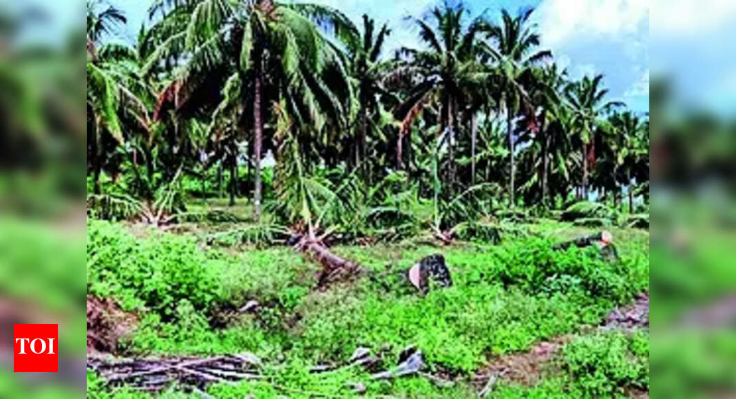 23 coconut trees felled obstructing waterway near Narasipuram in ...