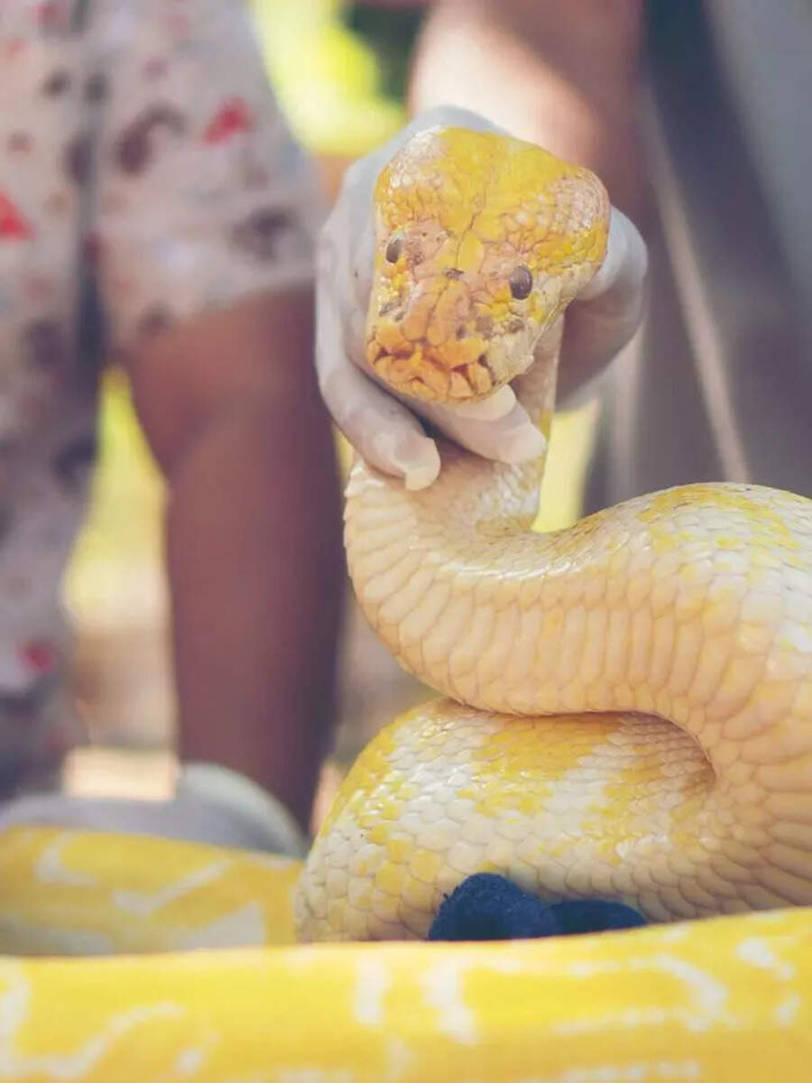 8 largest and most venomous snakes in the world | Times of India