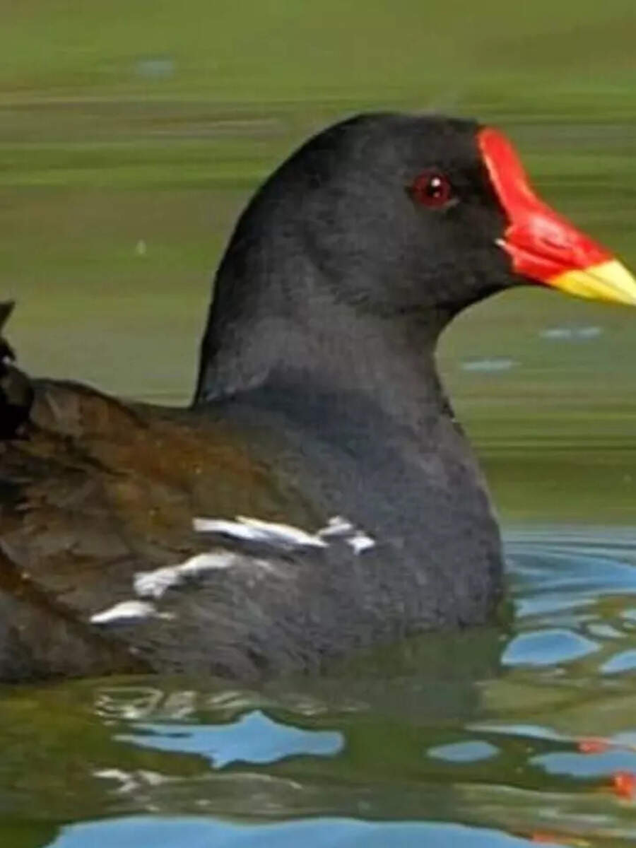 6 Birds That Look Like Ducks | Times Now