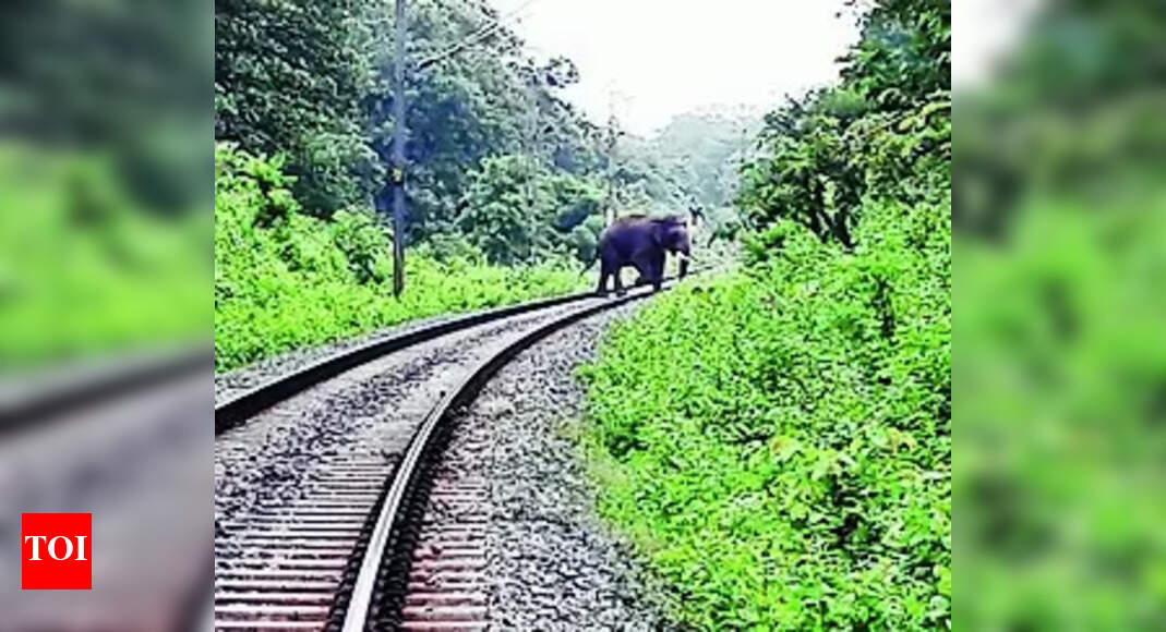 Intrusion Detection System: AI-based Elephant Intrusion Detection ...