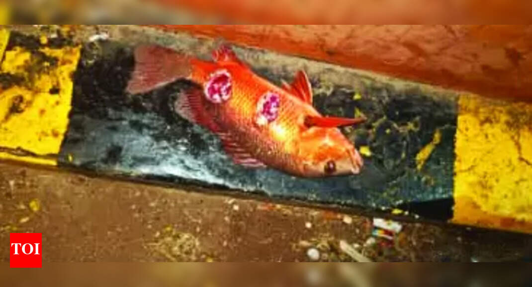 Symptom of dumping: Lesions spotted on Mandovi’s red snappers | Goa ...