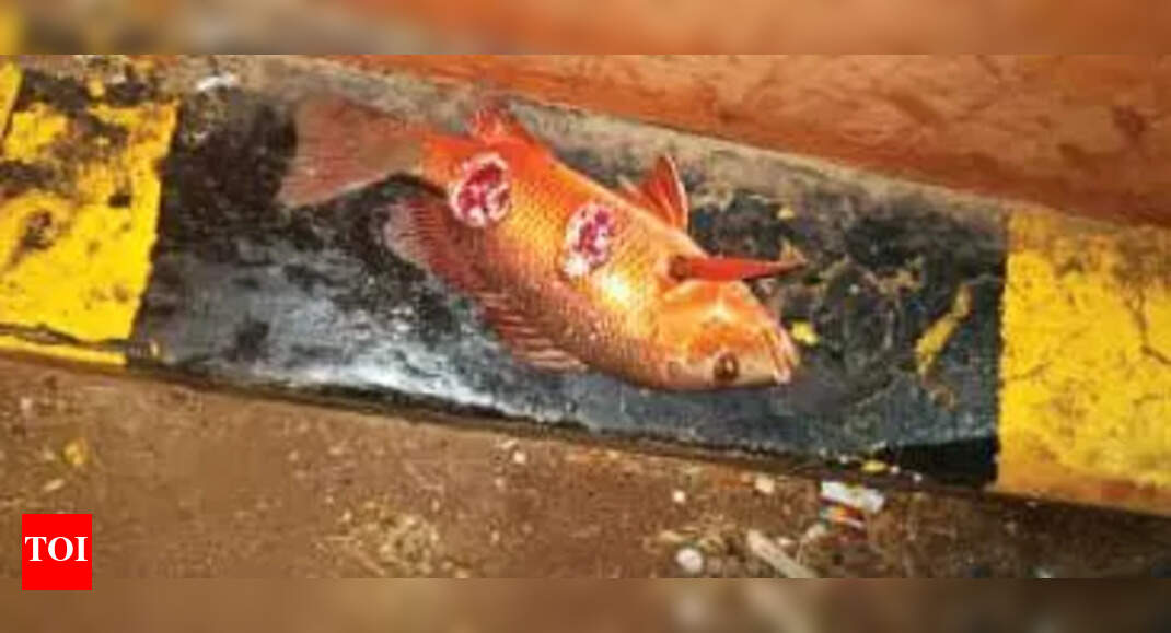 Symptom of waste dumping: Lesions spotted on Mandovi’s red snappers ...