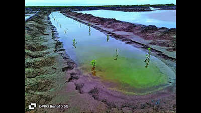 Mangrove Forests: Tamil Nadu Mangrove Cover Doubles in 3 Years ...