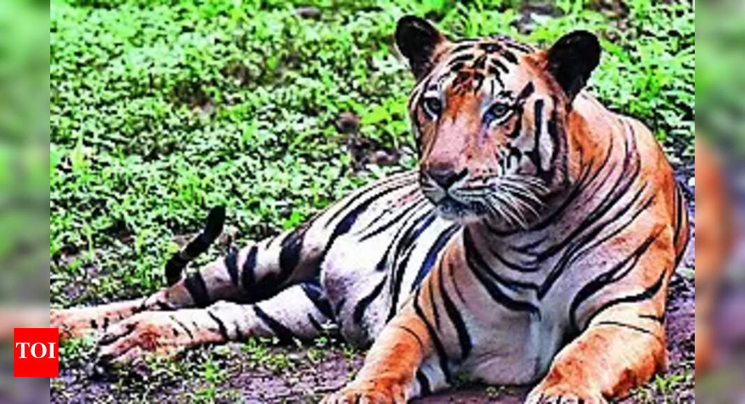 Tiger Kill: Dead cow raises fear of ‘tiger kill’ in Ganjam dist, 19th ...