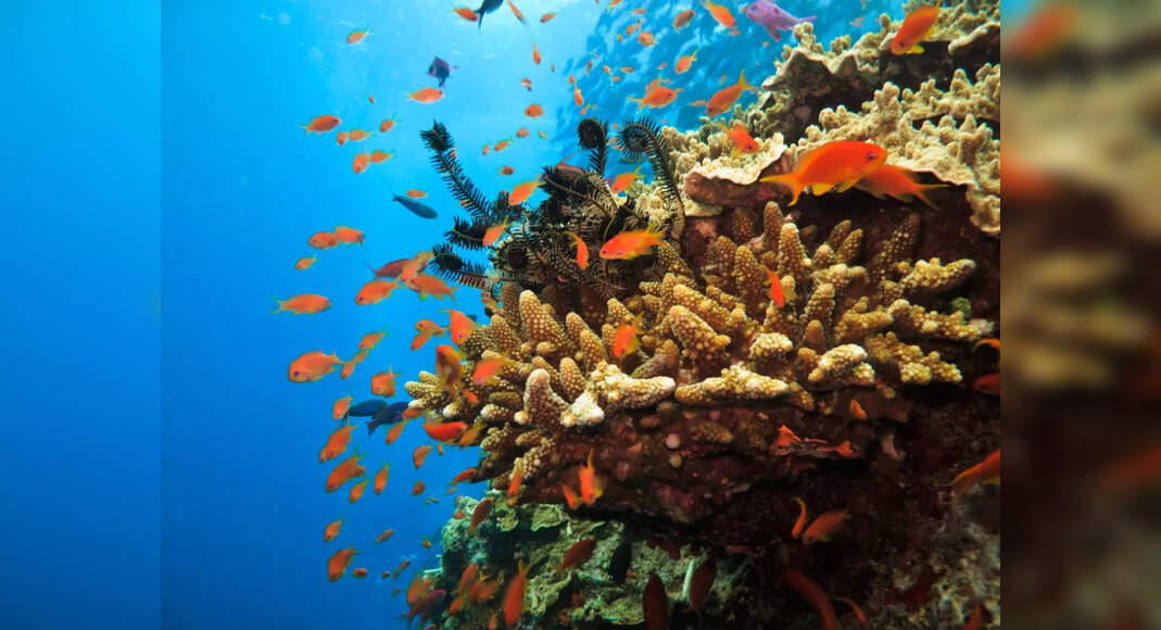 Turning the tide, and tackling climate change to save Australia's Great ...