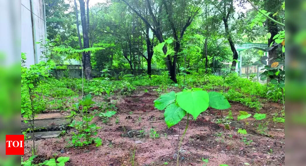 Miyawaki Plantations: Japan’s Miyawaki Mini Forests: Combating Urban ...