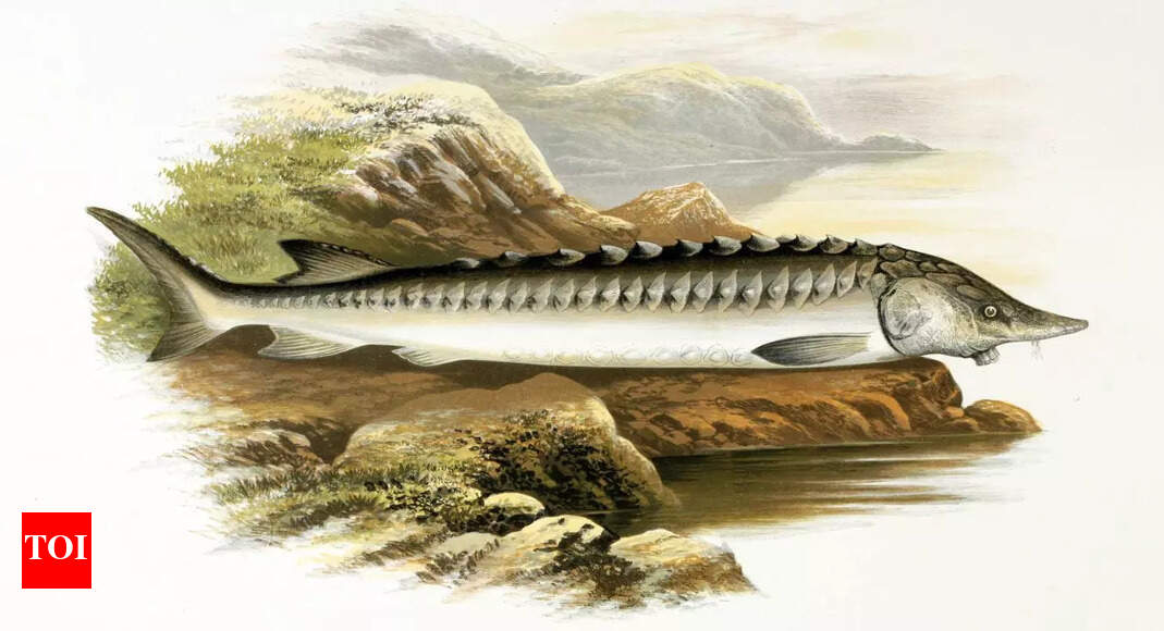 10 rarest fish species in the world: Conservative efforts and their ...