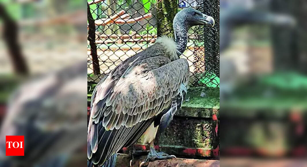 Vulture: No vulture sighted in the wild in Odisha, forest minister ...
