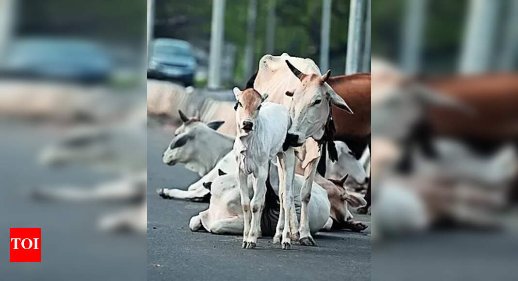 Auto Accident: 59-year-old woman dies in auto accident caused by stray ...