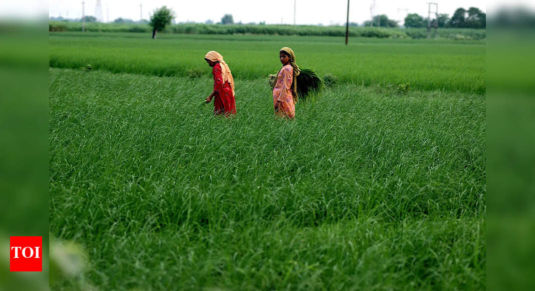 Haryana Paddy Purchase: Haryana sets 60 LMT paddy purchase target ...