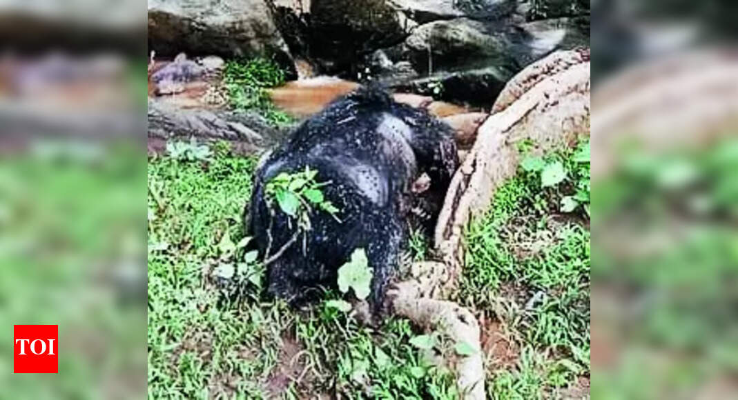 Sloth Bear: Male sloth bear found dead | Coimbatore News - Times of India