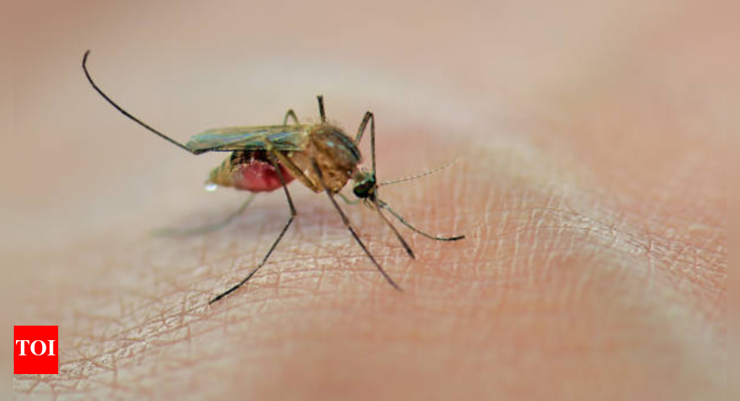 7 ways mosquito bites can lead to skin infections and how to prevent ...